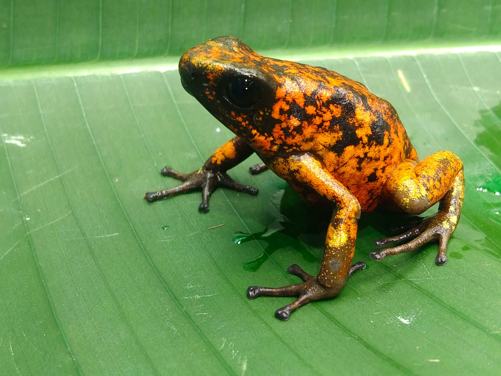 Oophaga sylvatica yellow foot – Tesoros Frogs