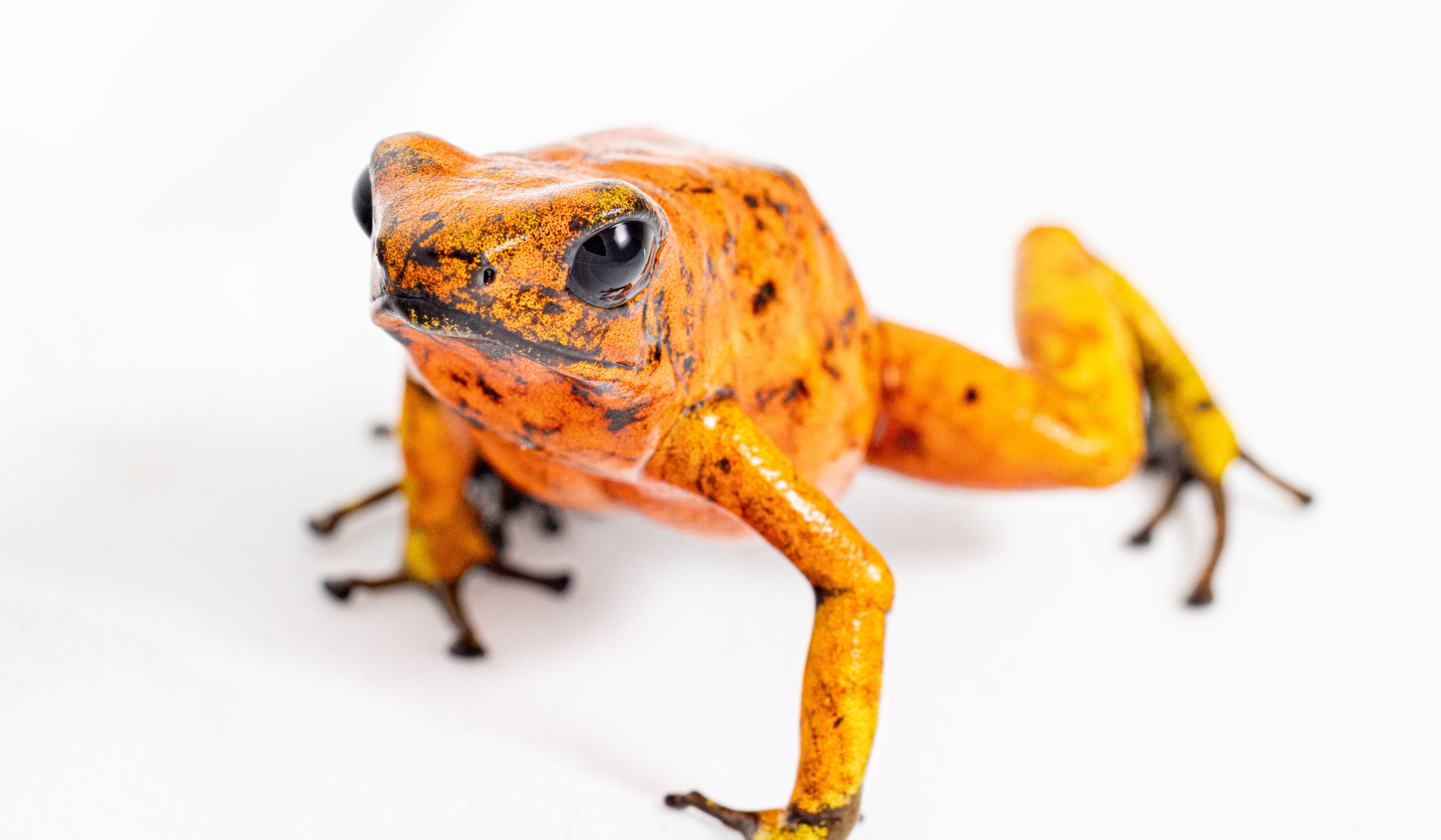 Oophaga sylvatica yellow foot – Tesoros Frogs