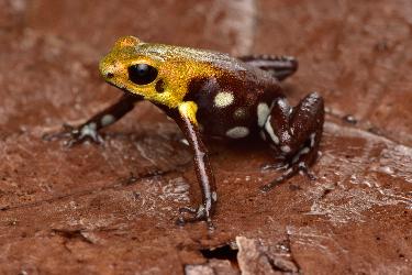 Andinobates supata – Tesoros Frogs