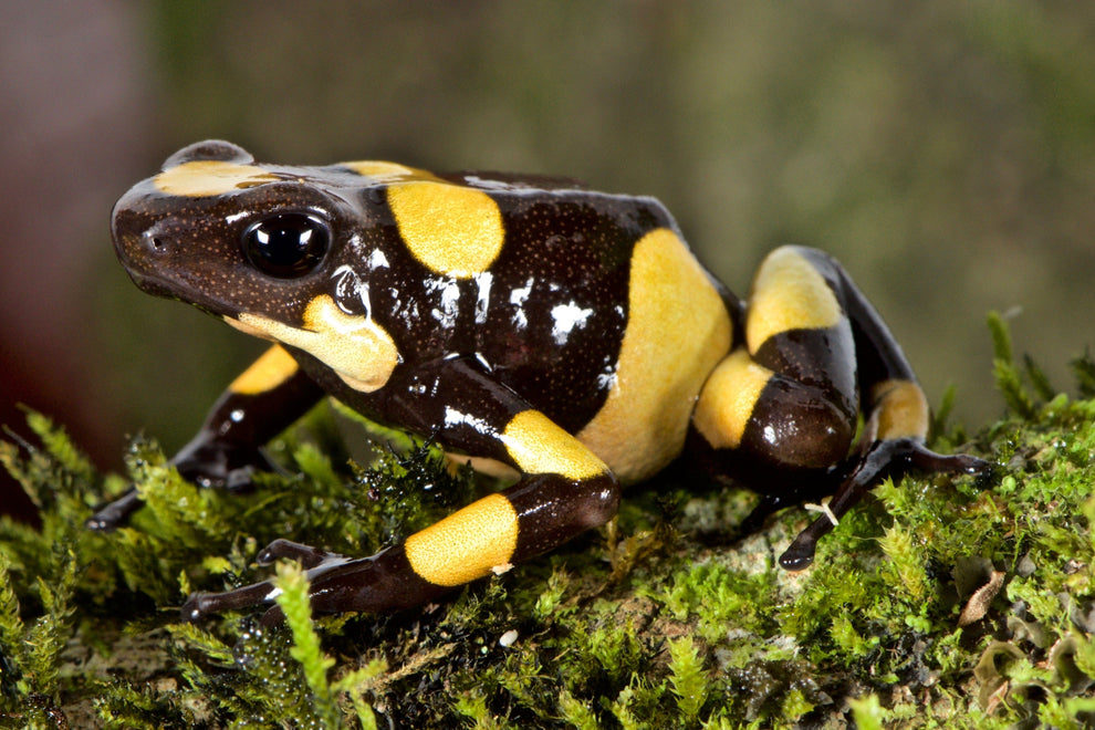 Tesoros Frogs Oophaga histrionica playa de oro