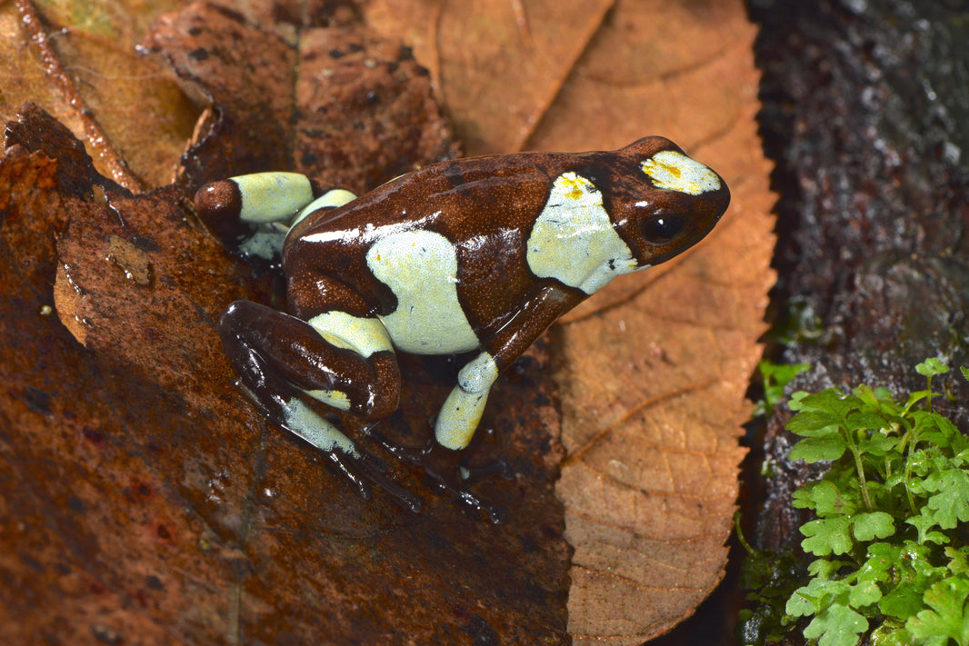 Large Oophaga – Tesoros Frogs