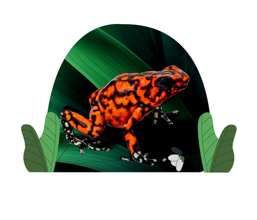 Tesoros Frogs - Frogs for Sale