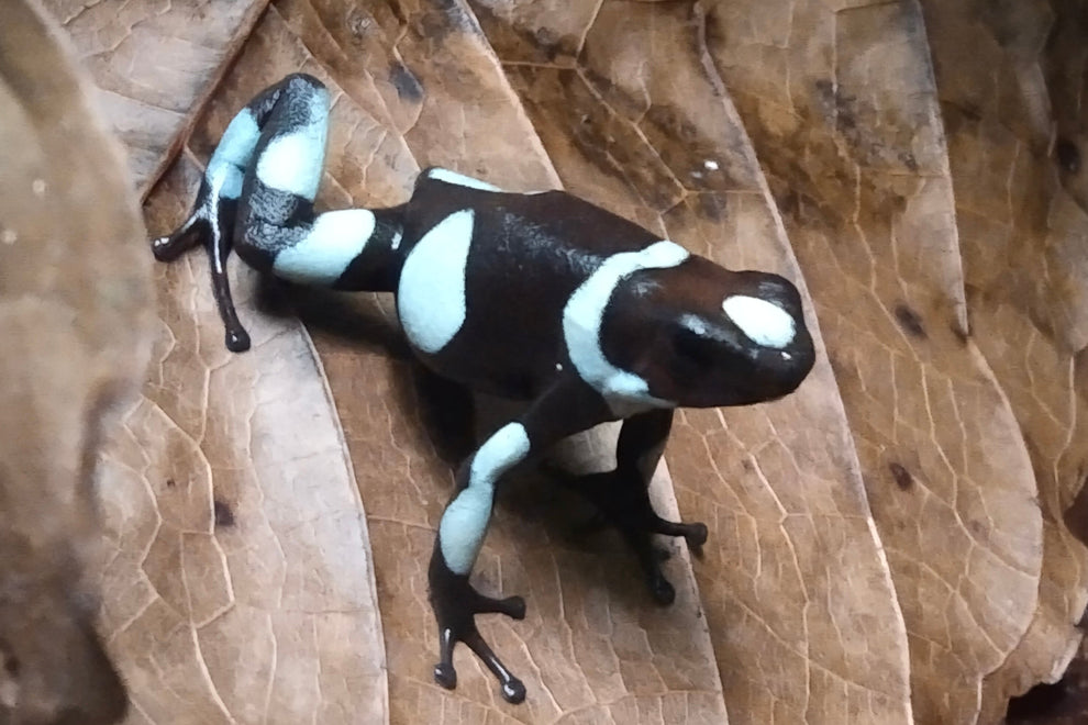 Tesoros Frogs Oophaga histrionica sky blue